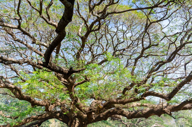 Branches Big Samanea Saman Tree Blue Sky Stock Photos - Free & Royalty ...