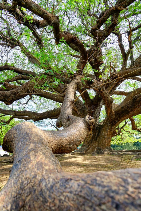 The Branches of the Big Tree on Sunny Day. Stock Image - Image of ...