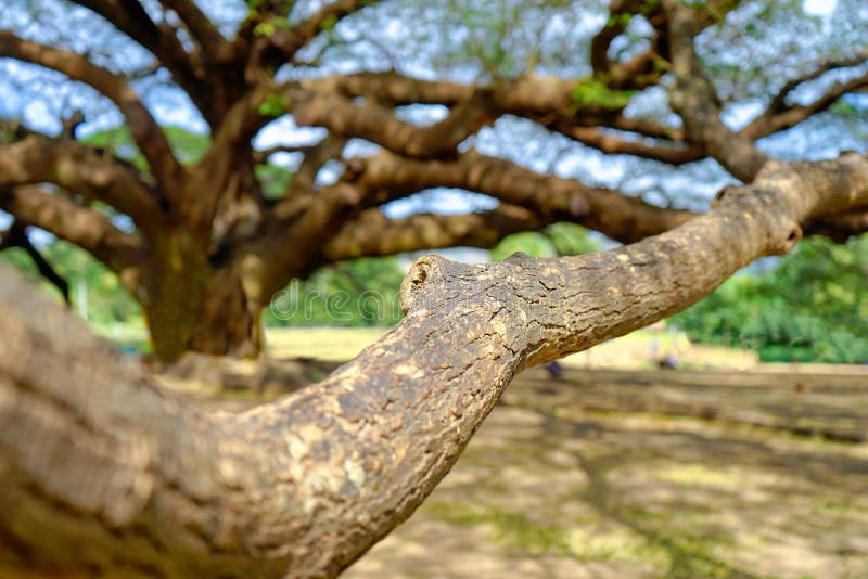 The Branches of the Big Tree on Sunny Day. Stock Photo - Image of grass ...