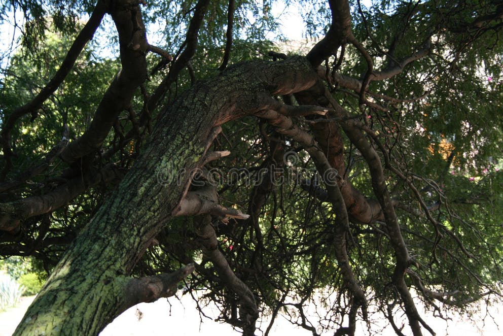 Branches of a Big Tree Growing Stock Photo - Image of leaf, sunlight ...
