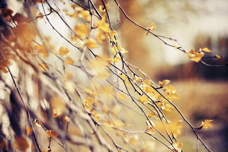 Branches of the Birch with Faded Leaves Stock Photo - Image of garden ...