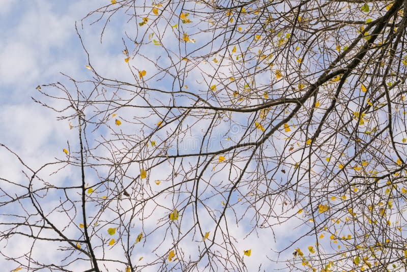 Branches of a Birch Tree with Few Autumn Leaves Stock Photo - Image of ...