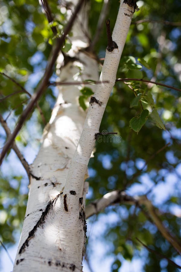 Branches of Birch with White Bark in Nature Stock Image - Image of ...