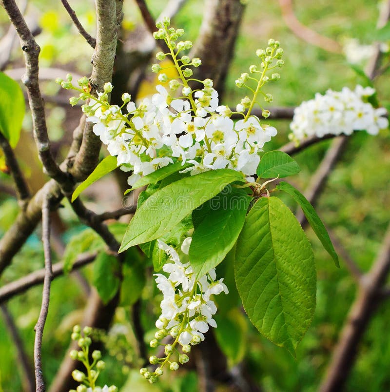 Branches of Bird Cherries Horizontal Stock Image - Image of flora ...