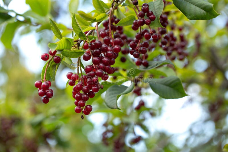 Branches of Bird Cherry with Berries. Berries on a Background of Green ...