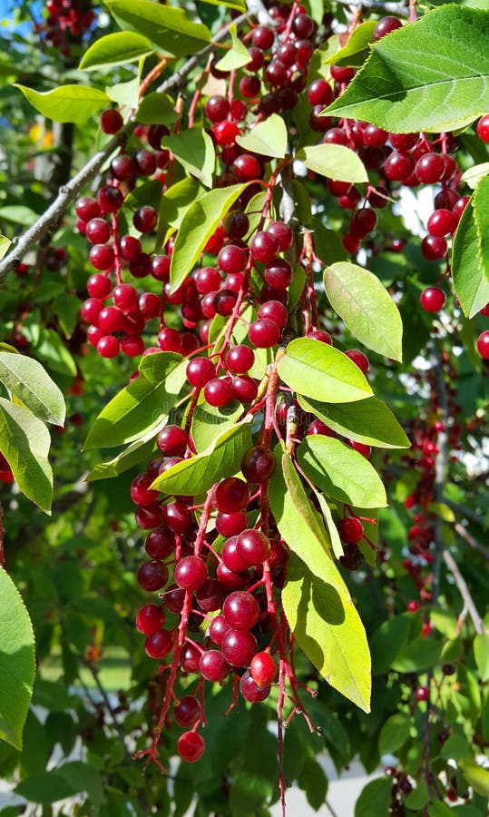 Branches Of Bird Cherry With Berries - Stock Image - Everypixel