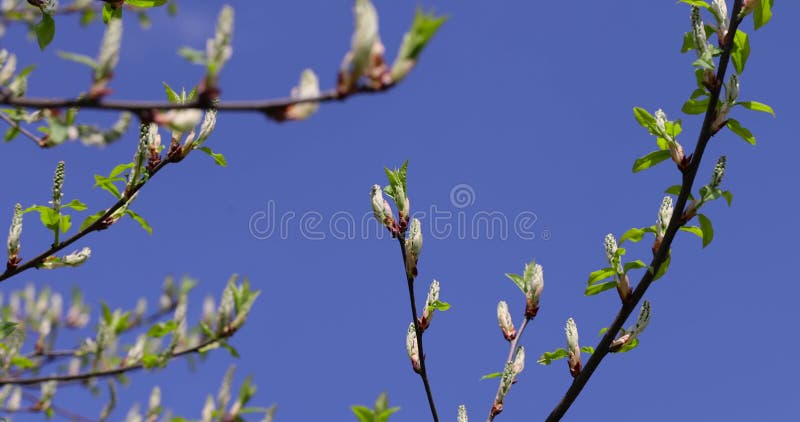 The Branches of the Bird Cherry Tree in the Spring Season Stock Footage ...