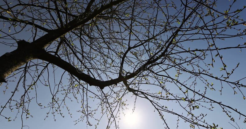 The Branches of the Bird Cherry Tree in the Spring Season Stock Video ...