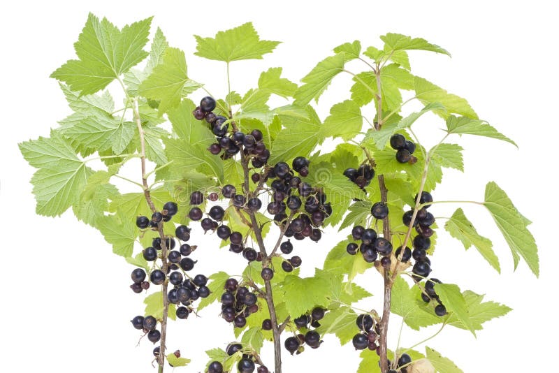 Black currant stock image. Image of currant, branch, currants - 1010317