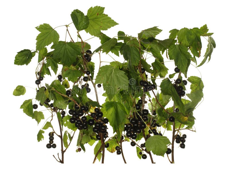 Branches of Black Currant with Berries and Leaves Isolated on White ...