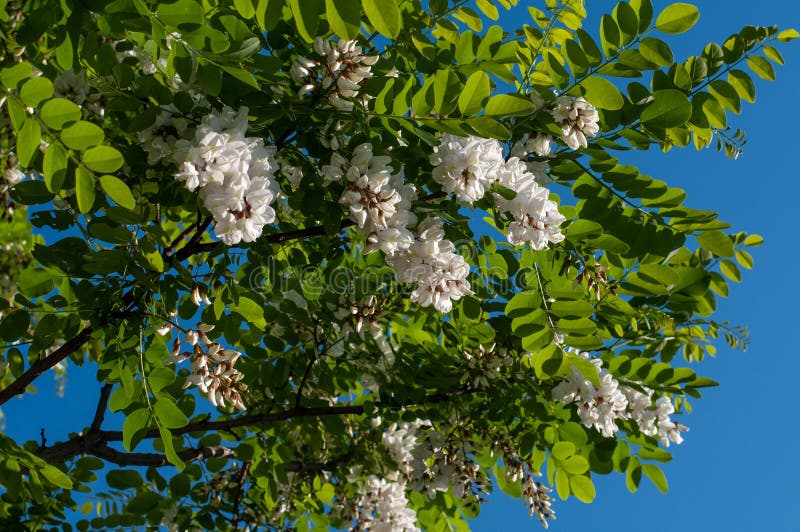 Black Locust Tree in Front of Blue Sky with White Clouds Stock Photo ...