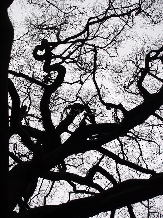 Branches of a Black Twisted Winter Tree with Grey Sky Stock Image ...