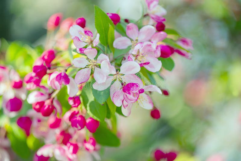 Branches of a Blooming Apple Tree. Lush Spring Bloom Stock Image ...