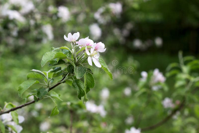 Branches of a Blooming Apple Tree in an Apple Orchard. Moldova, Spring ...
