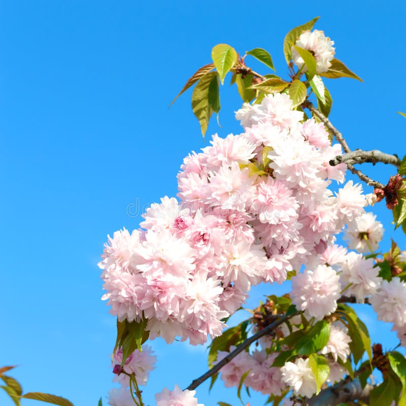 Branches of Blooming Beautiful Sakura Against the Blue Sky. Hanami ...