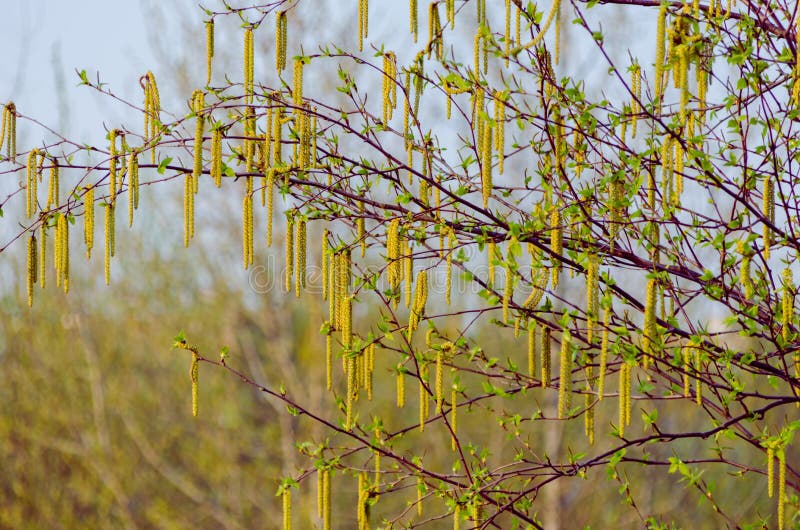 Branches of a Blooming Birch Tree with Fresh New Leaves in the Spring ...