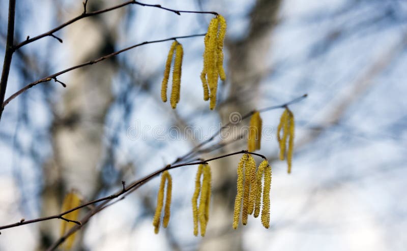 Branches of a Blooming Birch Tree with Fresh New Leaves in the Spring ...