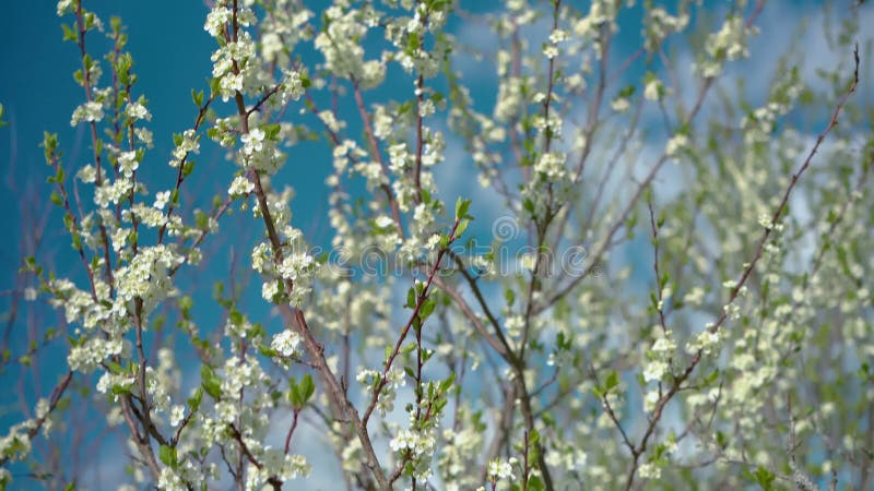 Branches of Blooming Cherry Tree on Light Spring Wind. Stock Footage ...