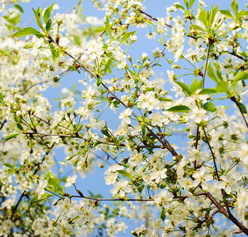 Branches of Blooming Cherry Tree Stock Photo - Image of detail, bough ...