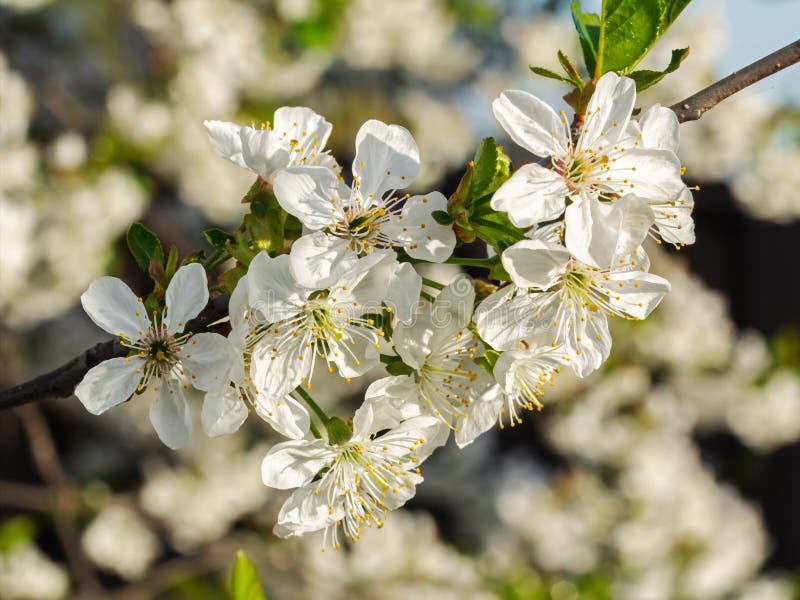 Blooming Cherry Tree in the Spring Orchard. Stock Photo - Image of ...