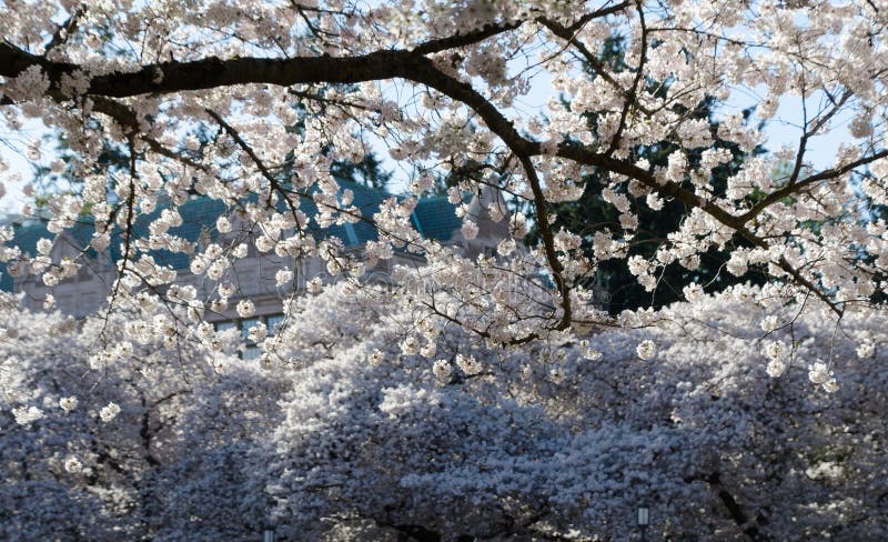 Branches of Blooming Cherry Trees Stock Image - Image of flower, square ...