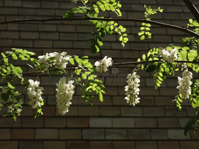 Branches of Blooming Robinia Pseudoacacia Tree the Sunlight in Spring ...