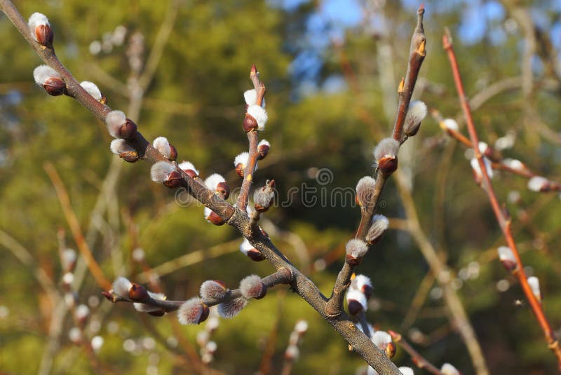 Branches with Blooming Seals on the Tree Stock Image - Image of flower ...
