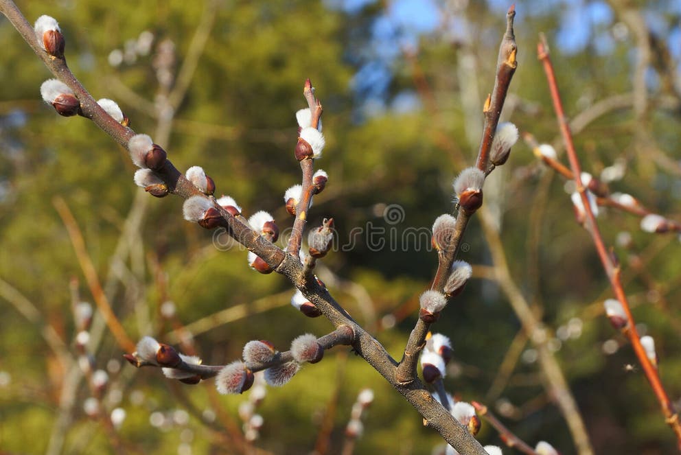 Branches with Blooming Seals on the Tree Stock Image - Image of flower ...