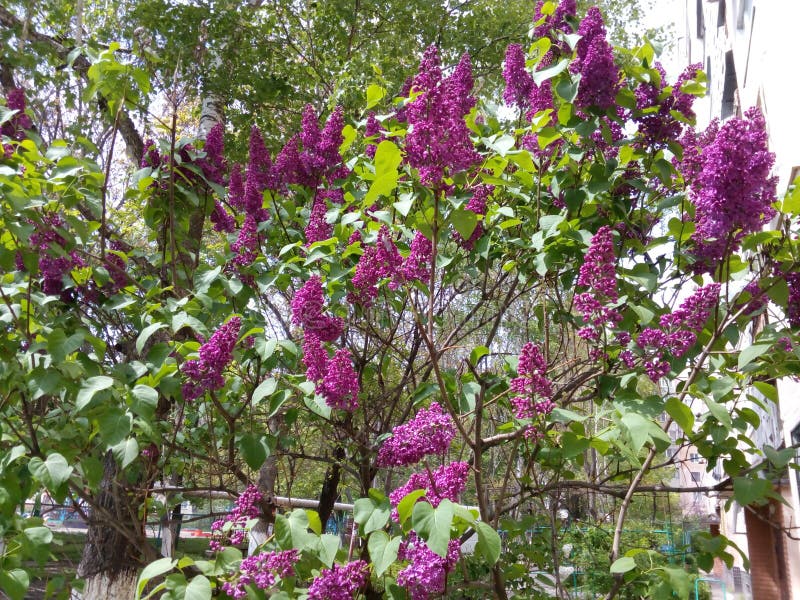 Branches of Blooming Spring Lilac in the City Yard Stock Photo - Image ...