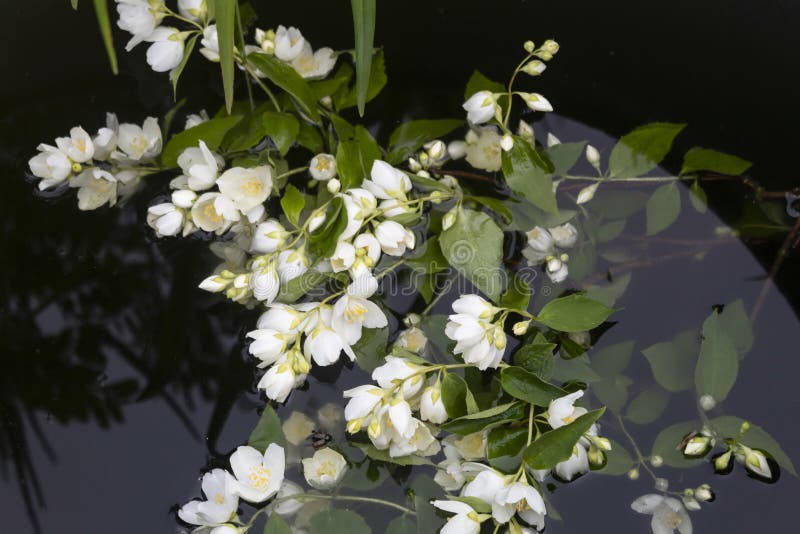 White Jasmine Floating in the Water Stock Photo - Image of freshness ...
