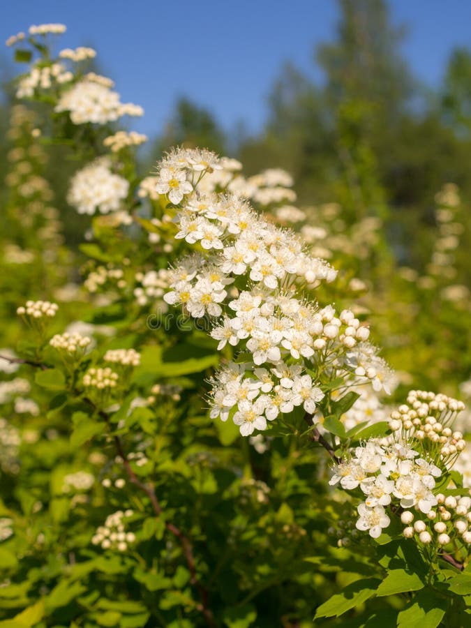White Spirea in a garden stock photo. Image of blooming - 28520168