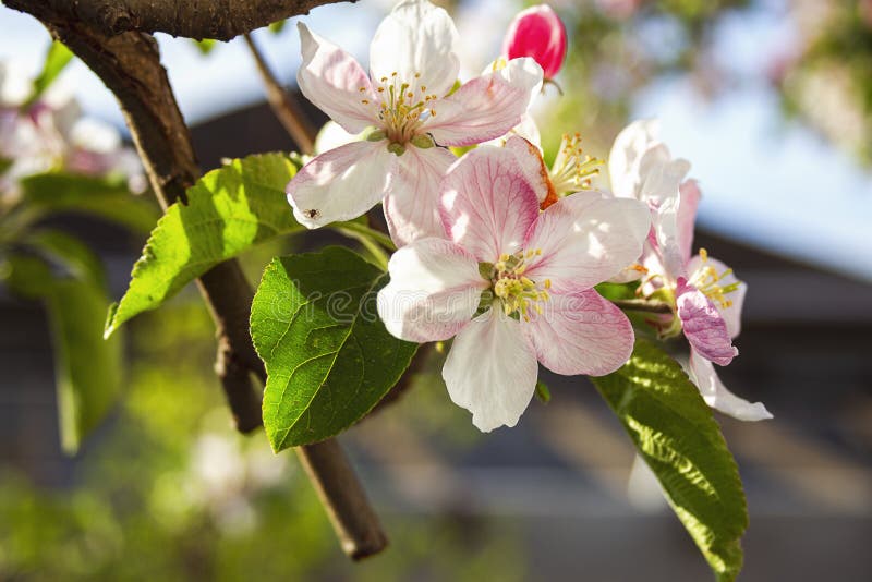 Branches of a Blossoming Apple Tree Close-up Stock Photo - Image of ...
