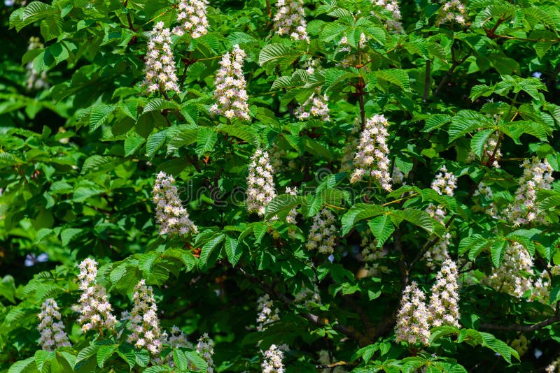 Branches of Blossoming Chestnut Tree. Spring in a City Stock Image ...