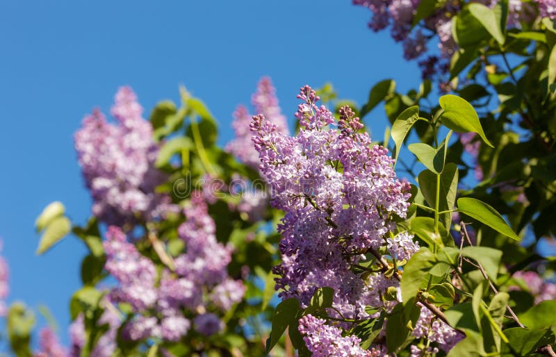 Blossoming Lilac on a Spring Day Stock Photo - Image of blossom ...