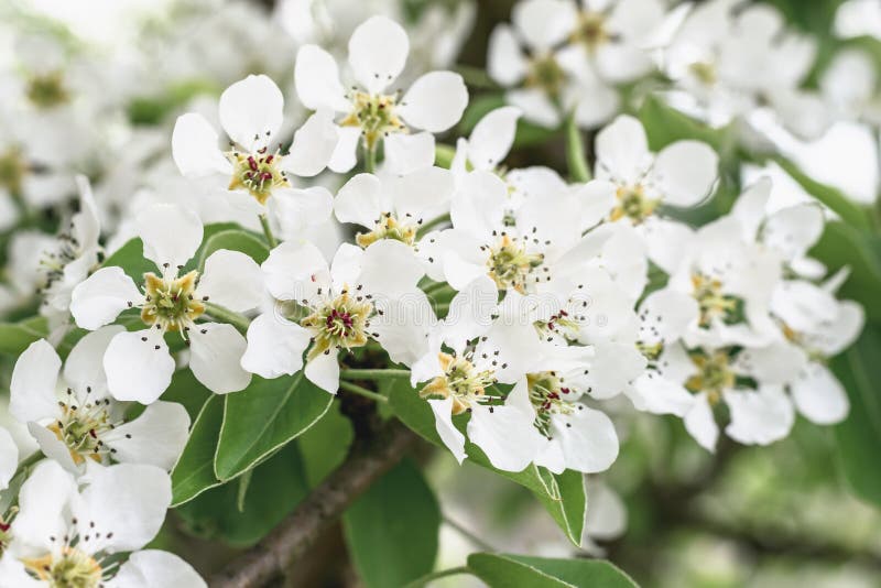Branches of a Blossoming Pear Tree. Spring Flowering Gardens Stock ...