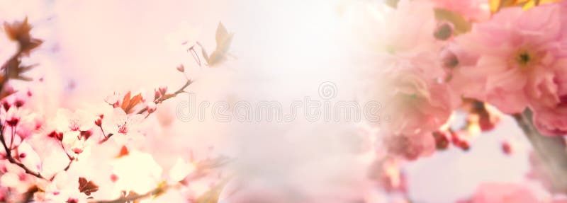 Branches of Blossoming Sakura Tree, Banner Design Stock Image - Image ...