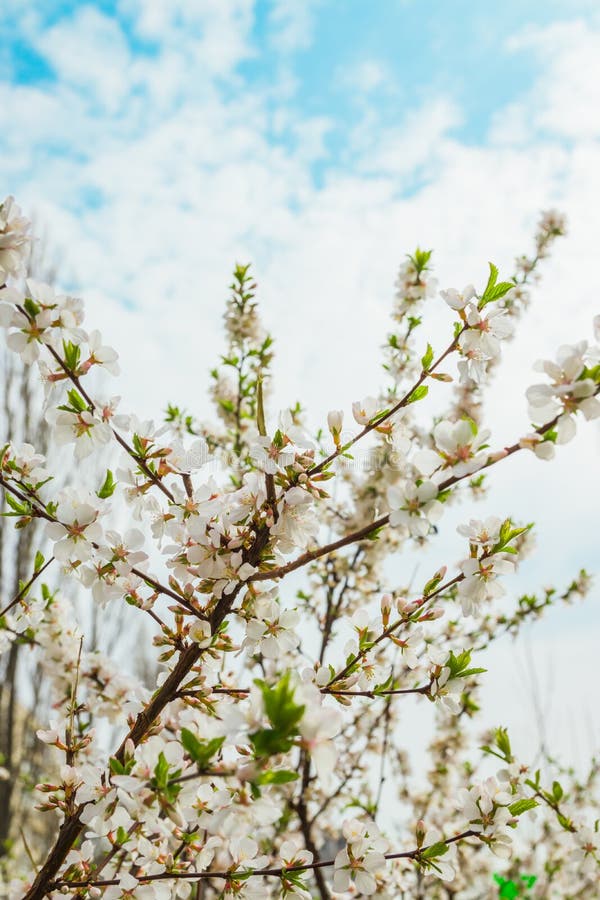The Branches of a Blossoming Tree. Cherry Tree in White Flowers in ...