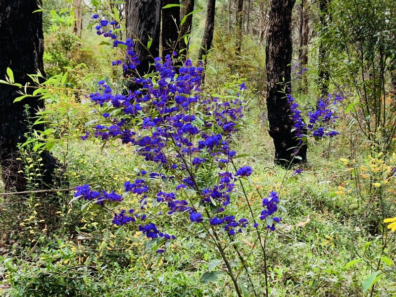 Nice Scene Beautiful Greenery on the Mountains. Stock Image - Image of ...