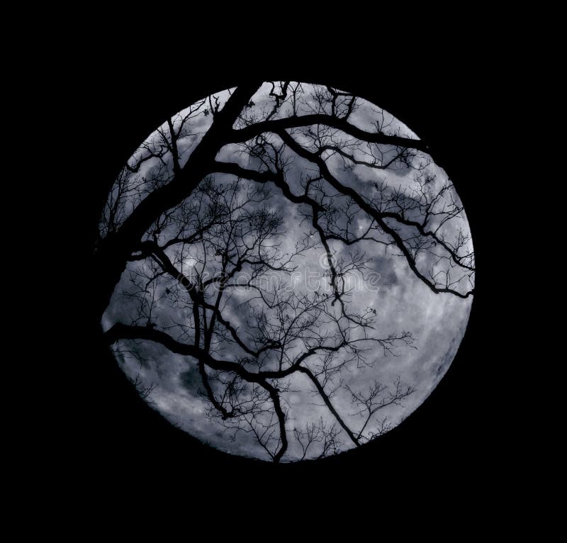 Branches and a Blue Moon stock photo. Image of eerie - 39351264