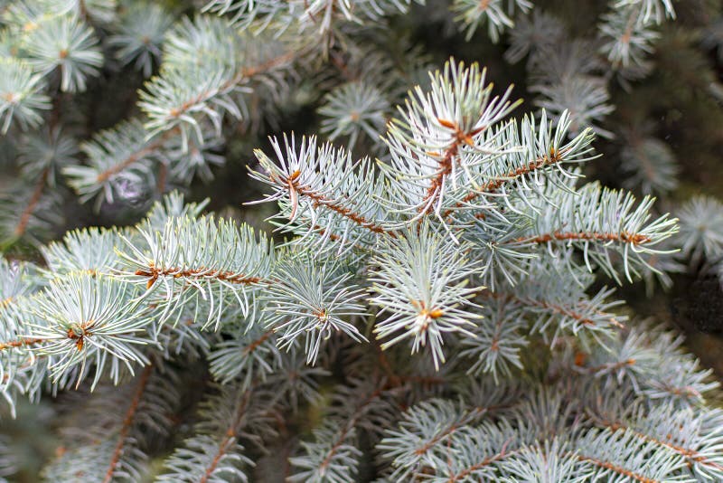Branches of blue pine stock photo. Image of natural - 157386052