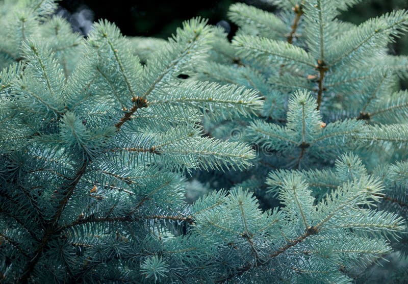 Branches of Blue Pine in a Park Stock Image - Image of spruce, color ...