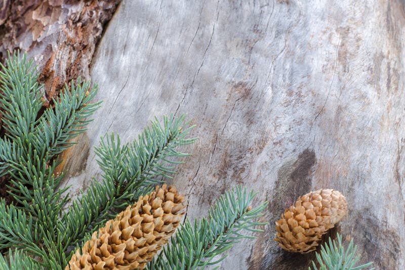 Branches of Blue Spruce on the Aged Wood. Top View. Stock Image - Image ...