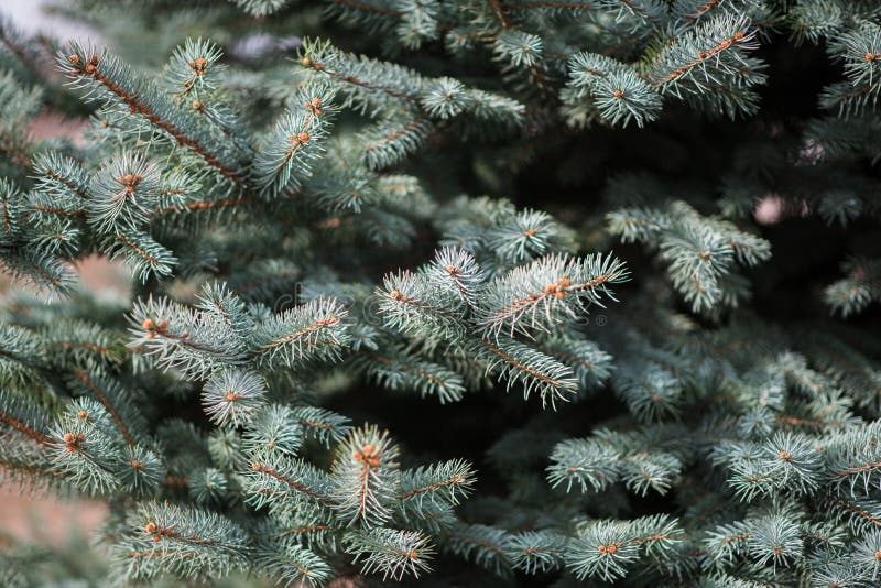 Conifer Blue Ice (Cupressus Arizonica). Cupressaceae Evergreen Conifer ...