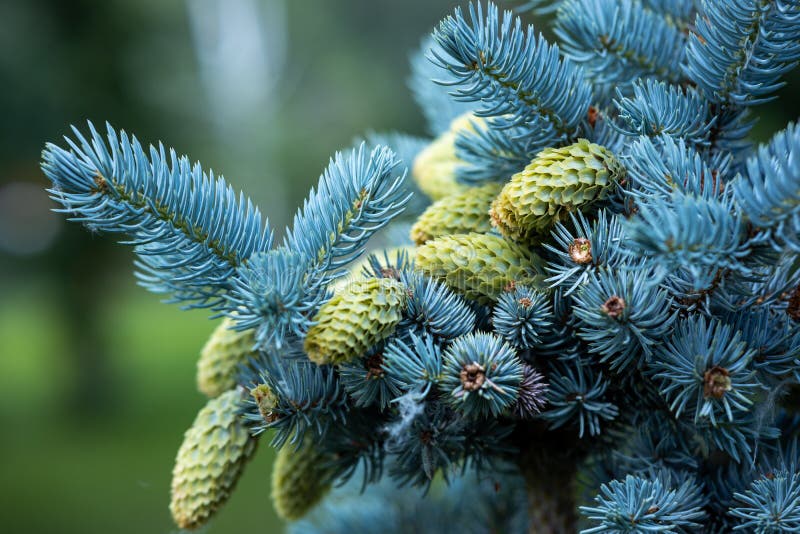 Branches of a Blue Spruce with Cones, a Natural Still Life Outdoors ...