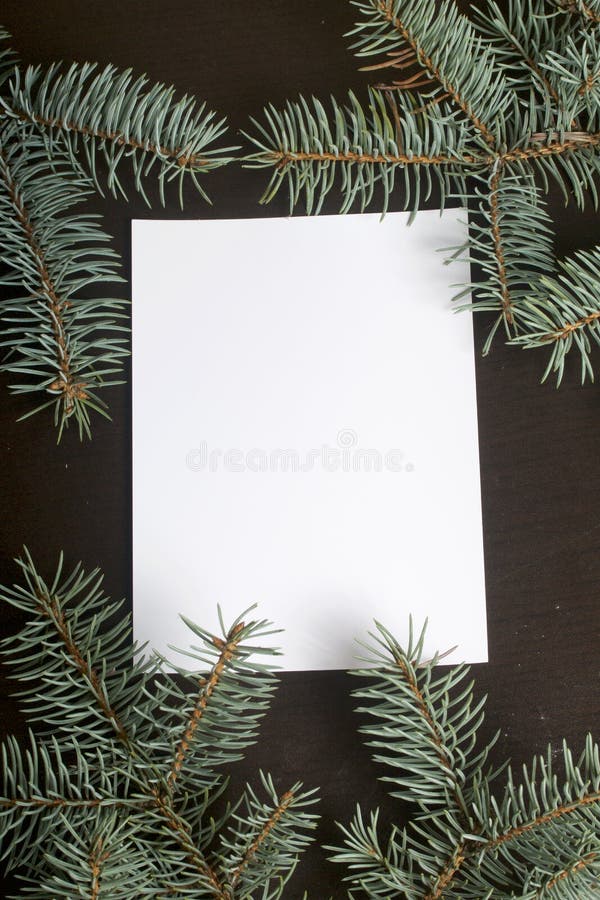 The Branches of the Blue Spruce Lie on the Plane. among Them, a Sheet ...