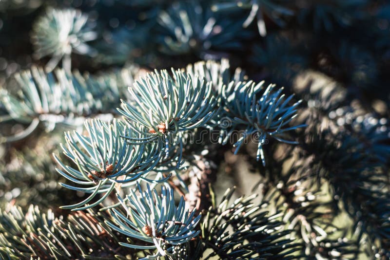 Branches of Blue Spruce. Natural Background Stock Photo - Image of ...