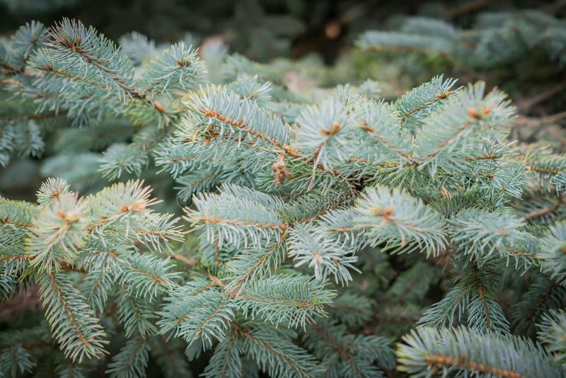 Blue Pine Tree with Bright Blue Needles in Spring Stock Photo - Image ...