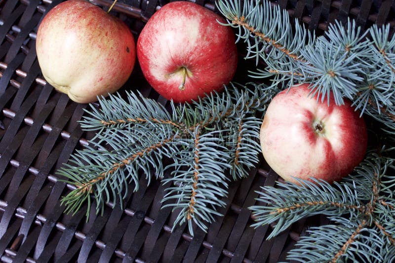 Branches of Blue Spruce and Ripe Fragrant Apples. Against the ...