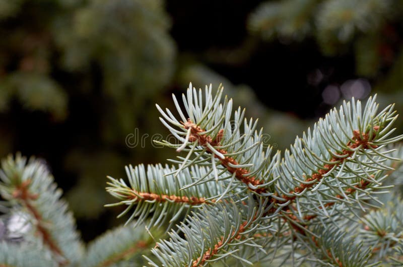 Photo of Blue Spruce Branches Stock Image - Image of closeup, plant ...