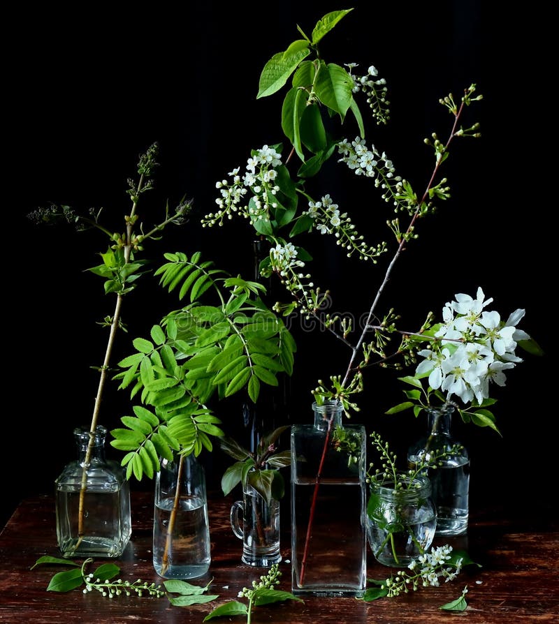 Branches Bootles Stock Photos - Free & Royalty-Free Stock Photos from ... Branches Bootles Stock Photos - Free & Royalty-Free Stock Photos from ...